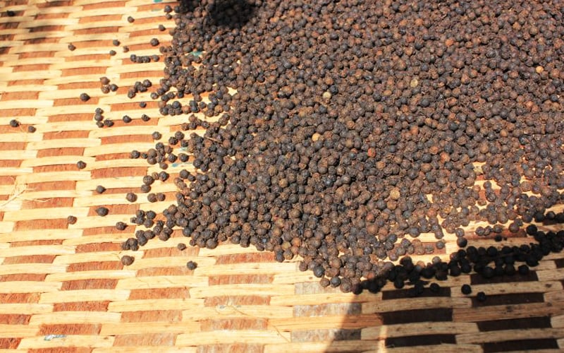 Pepper: Sarawak’s king of spices | FMT