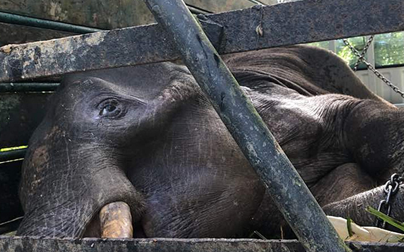 Sabah sets up joint task force to protect elephant population | FMT