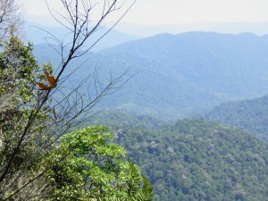 Gunung Angsi: Not exactly a stroll in the park | FMT