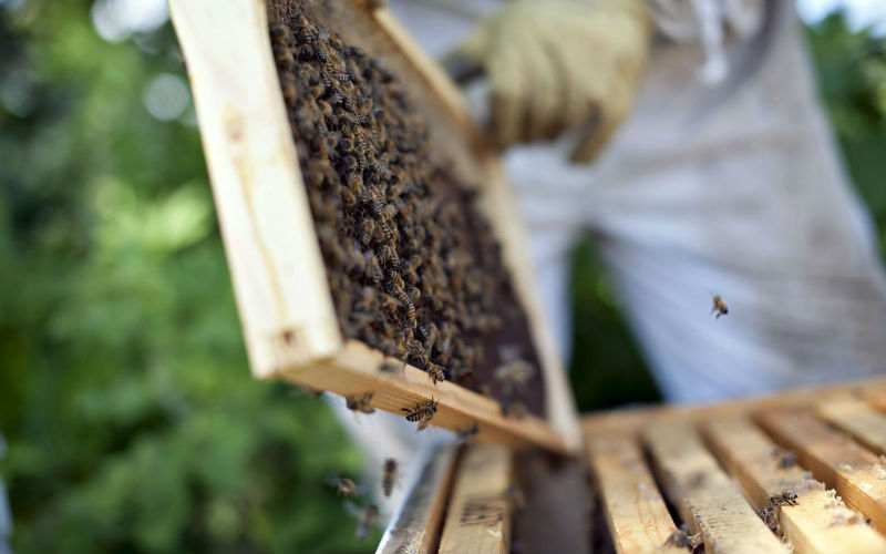 World’s first honey bee vaccine seeks to save dying pollinators | Free ...