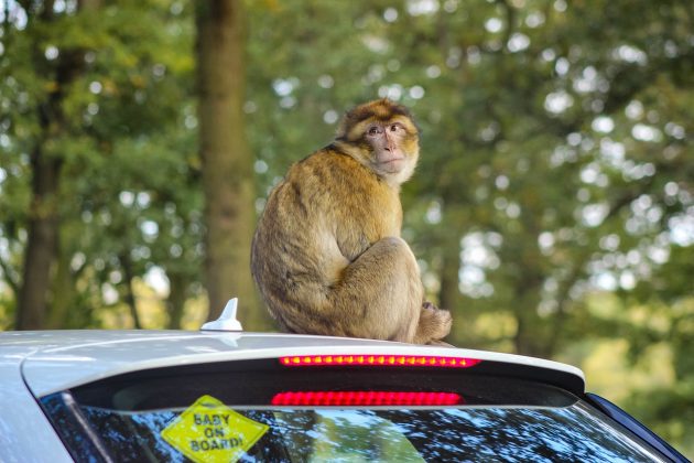 Monkeys run amok in India’s corridors of power | Free Malaysia Today (FMT)