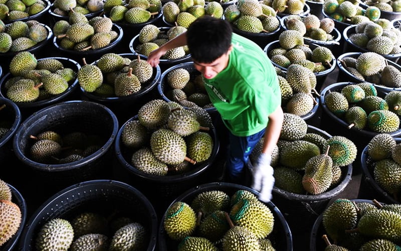 Sirim Perak laksana pensijilan Musang King | FMT