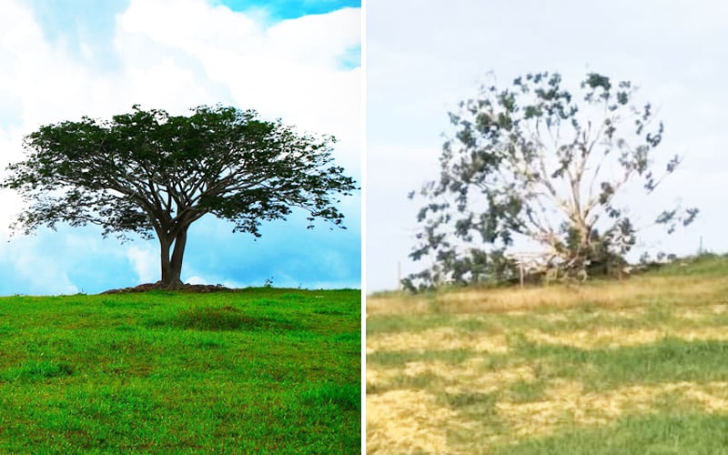 Pokok ‘legend’ UPM tumbang | FMT