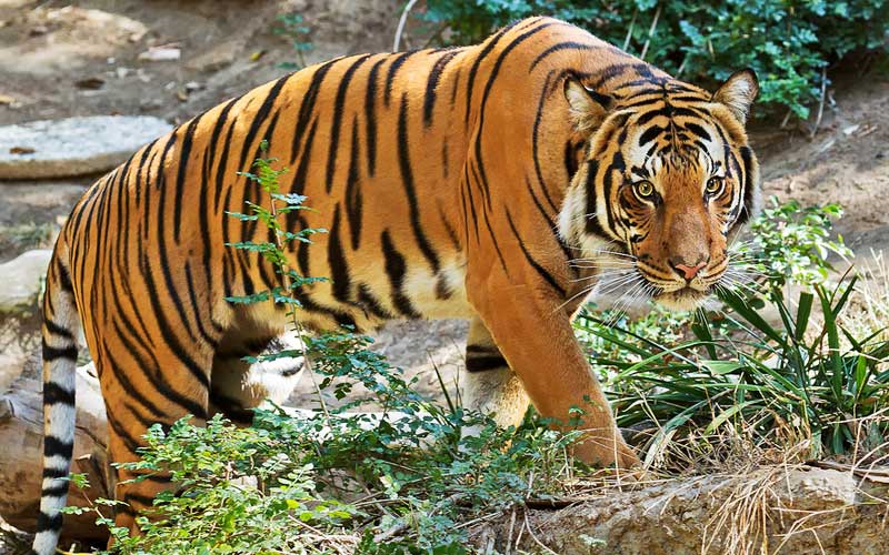 Kerajaan serius tangani isu populasi Harimau Malaya, kata Ismail | FMT