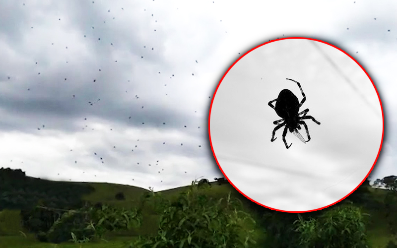 Fenomena pelik, labah-labah ‘serang’ ruang udara Brazil | FMT
