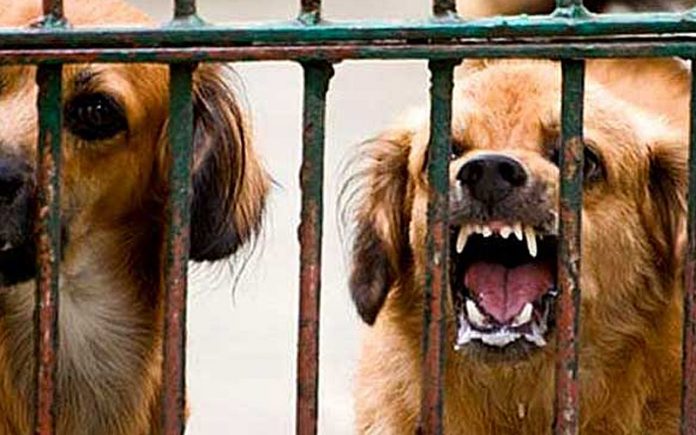90% surge in rabies cases in Sarawak | Free Malaysia Today (FMT)