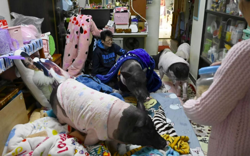 Bring home the bacon: the Taiwanese woman living with four pet pigs | FMT
