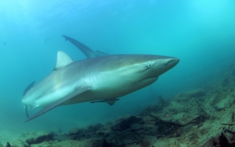 Sharks reel in fans in Eastern Mediterranean winter waters | FMT