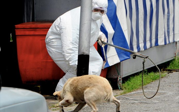 Sarawak reactivates ‘disaster’ status on rabies outbreak | Free ...