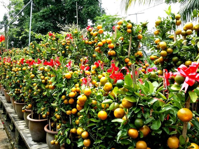 Pokok limau jadi hiasan mewah ekoran harganya yang mahal | Free ...