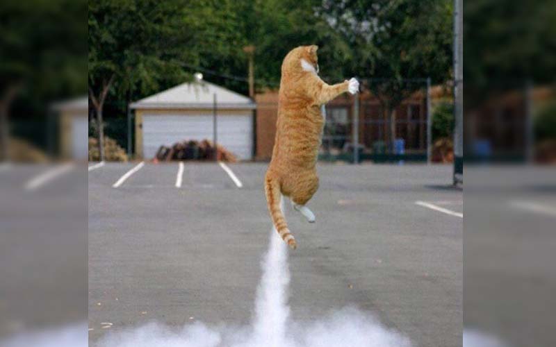 Kucing juga kentut macam manusia ? | FMT