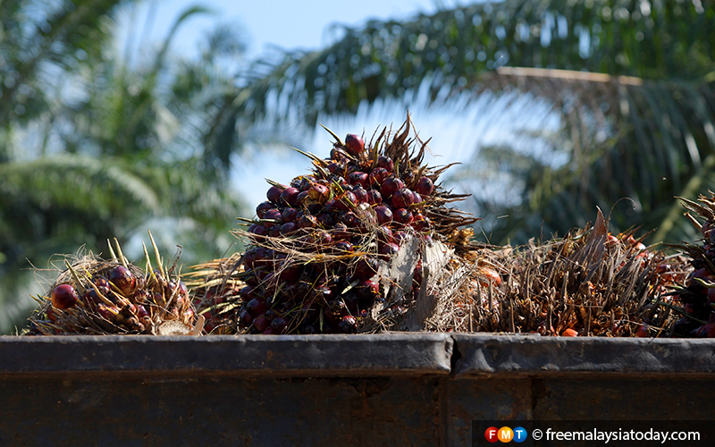 Sabah benar 18 jeti persendirian kelapa sawit operasi semula | FMT