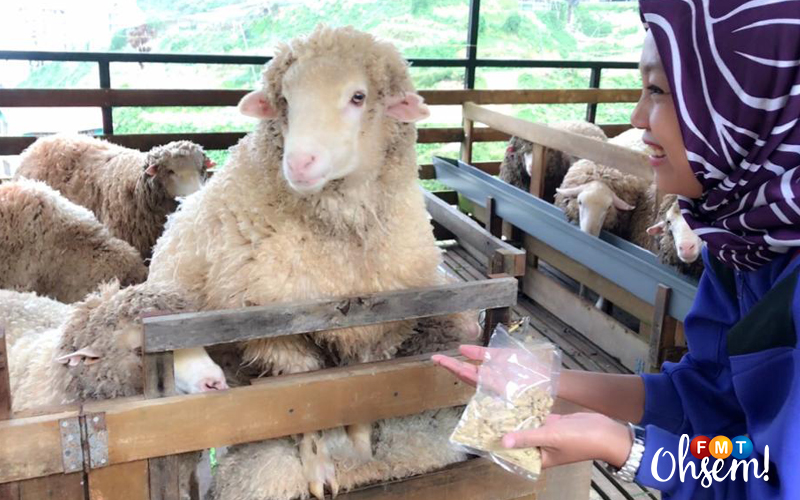 Biri-biri tarikan terbaru di Cameron Highlands | FMT