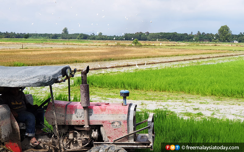 Bekalan air ke kawasan pertanian Mada mampu bertahan fenomena El Nino | FMT