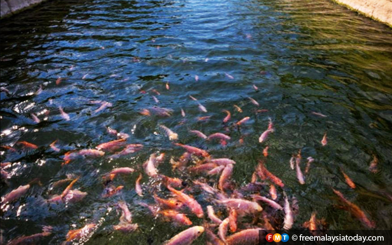 Once-filthy Prangin Canal turned into an aquarium | FMT