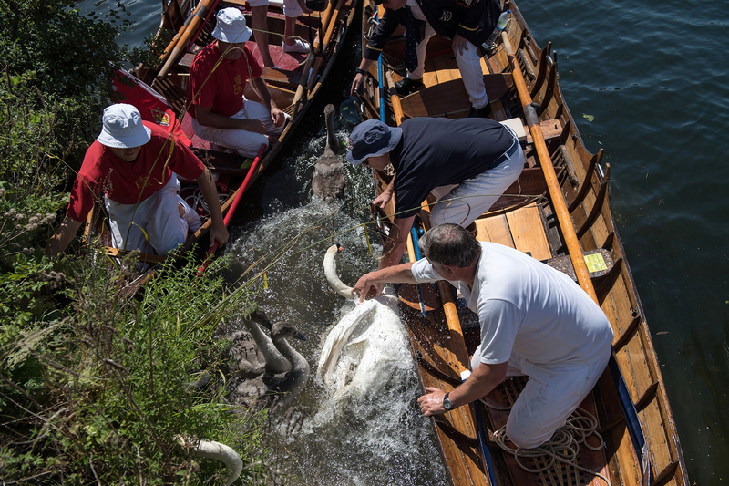 ‘All up’: Queen Elizabeth’s swans checked and counted | FMT