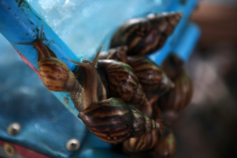 Thai farmers on the cash trail with snail slime | FMT