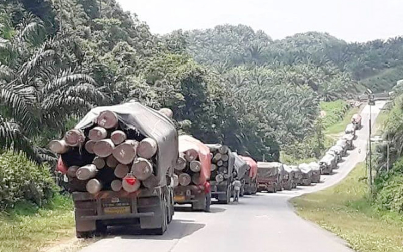 Timber body rubbishes claims of illegal logging in interior Sabah | FMT