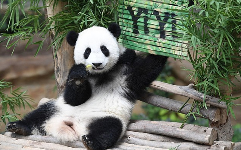 Second Malaysian-born panda named Yi Yi | FMT
