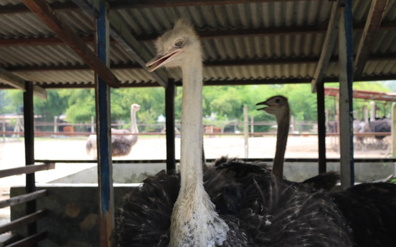 Celebrity ‘Chickaboo’ finds forever home in Semenyih poultry farm | FMT
