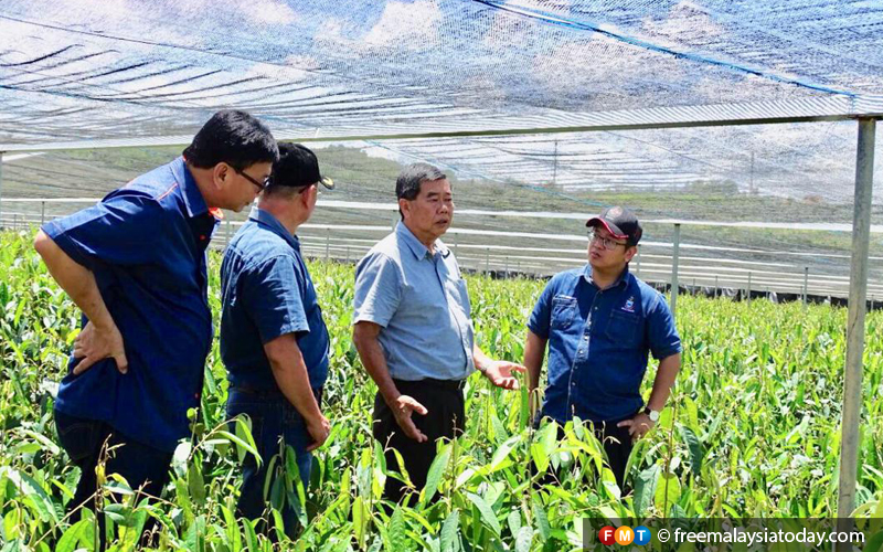 Looking up to agro-entrepreneur Yap to boost Sabah’s agriculture | FMT