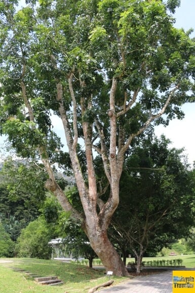 Botanic Gardens: The pride of Penang | FMT