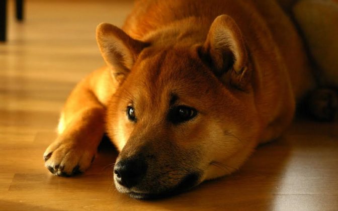 7 dog breeds with Asian origins | Free Malaysia Today (FMT)