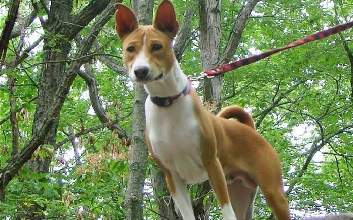 7 dog breeds with Asian origins | Free Malaysia Today (FMT)