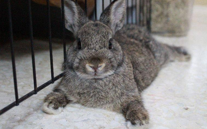 Rufus, the anti-social bunny who loves to brood all day | Free Malaysia ...