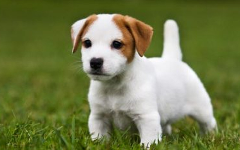 Useful tips for training your dog | FMT