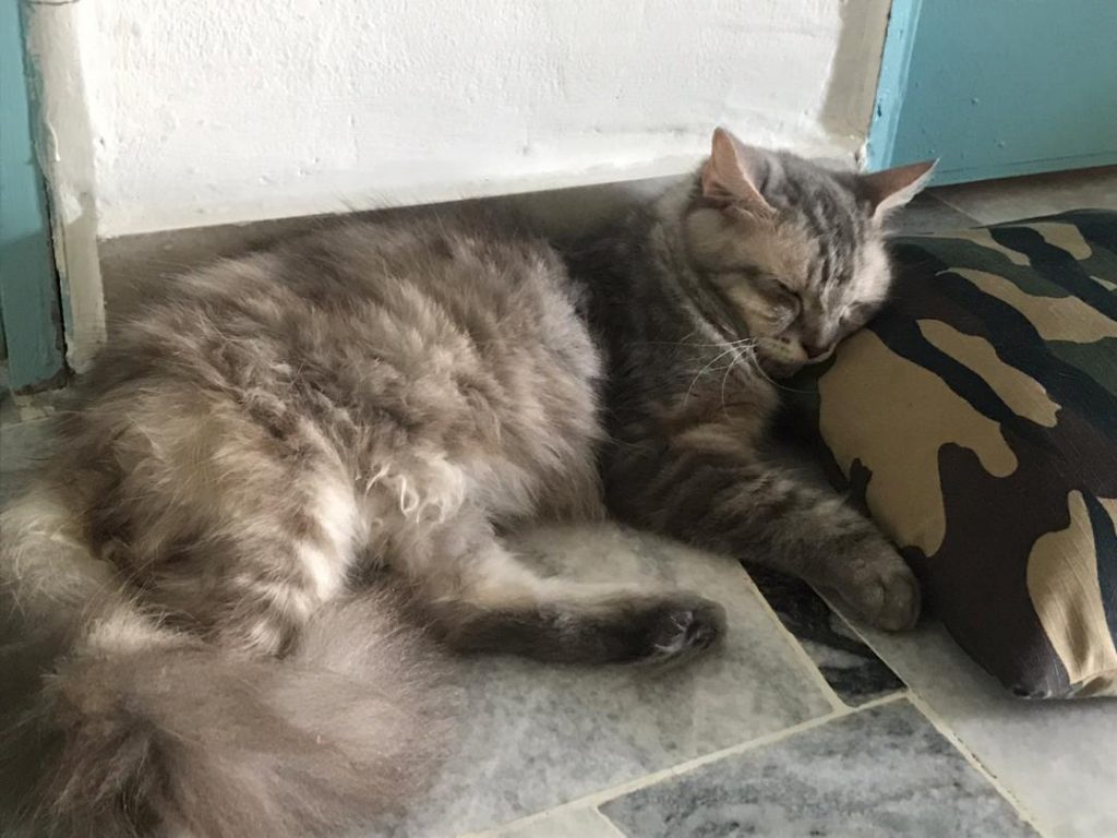 Bella: The cat who makes ‘artwork’ with tissue paper | Free Malaysia ...