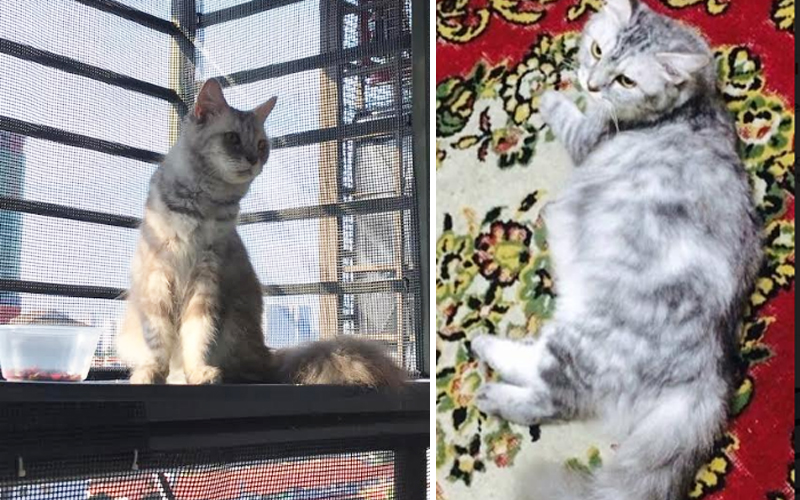 Bella: The cat who makes ‘artwork’ with tissue paper | Free Malaysia ...