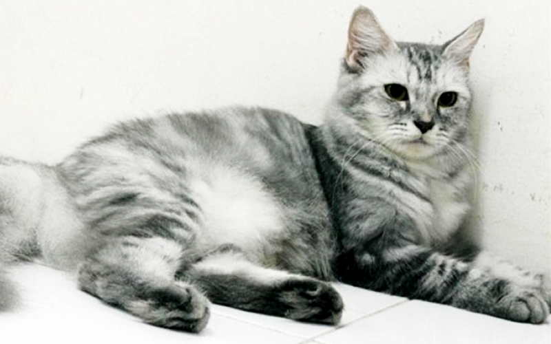 Bella: The cat who makes ‘artwork’ with tissue paper | Free Malaysia ...