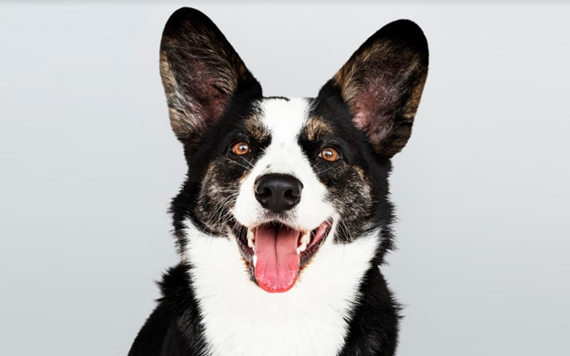 5 ways to care for your dog’s teeth | Free Malaysia Today (FMT)