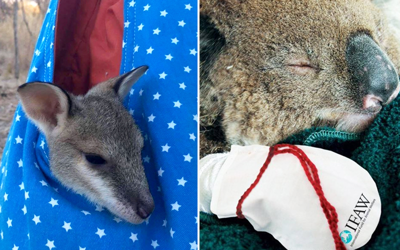 Koala mittens, joey pouches: Aussie fires spark knitting frenzy | Free ...