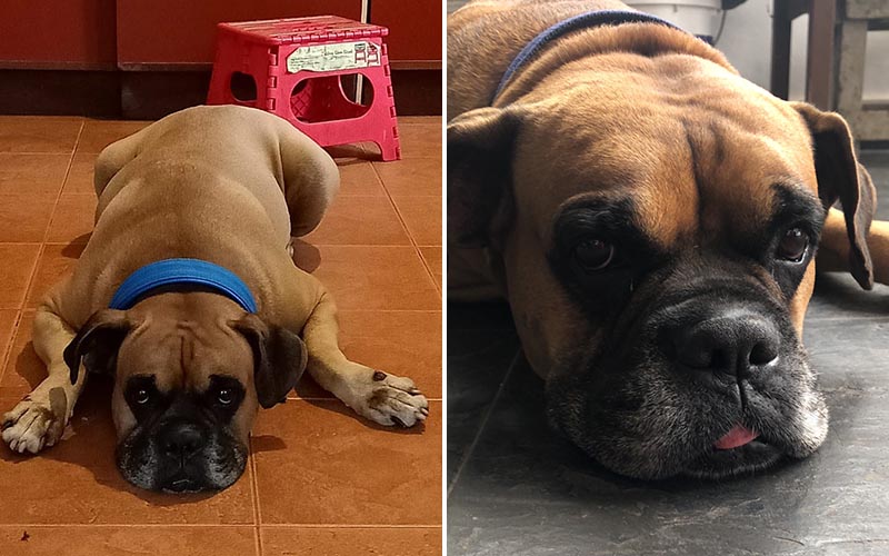 Meet Tilah and Tango, the Boxers from Sri Lanka | Free Malaysia Today (FMT)