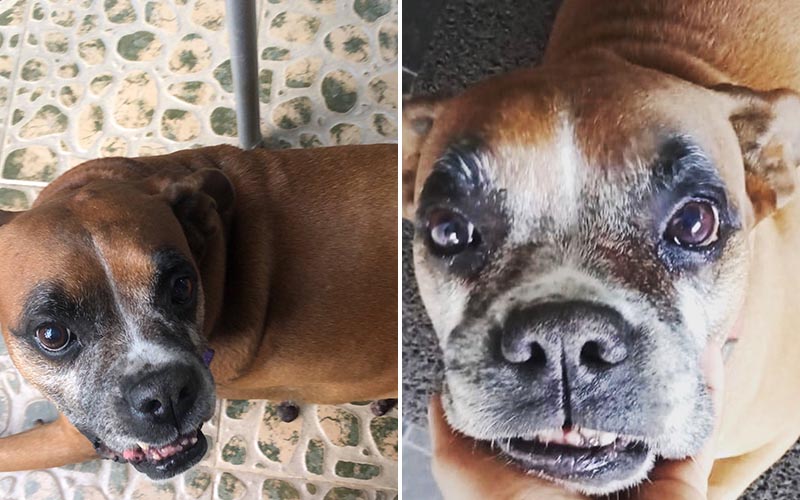 Meet Tilah and Tango, the Boxers from Sri Lanka | Free Malaysia Today (FMT)