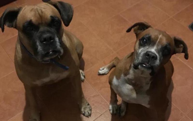 Meet Tilah and Tango, the Boxers from Sri Lanka | FMT