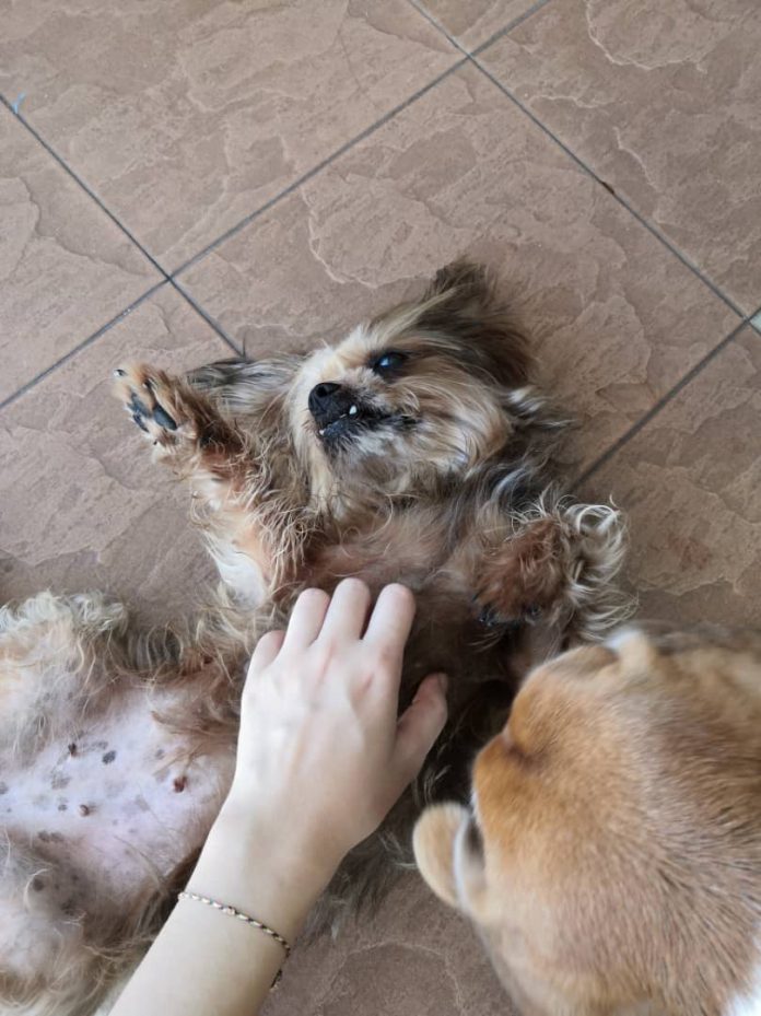 Meet Coco, the dog who loves kisses and belly rubs | Free Malaysia ...