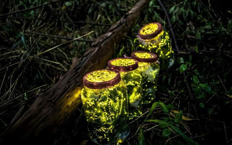 Fireflies face extinction from man’s rapid development | FMT