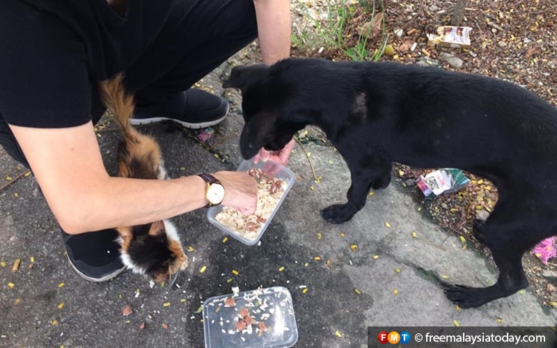 Pet dumping up by three times now, says society | FMT