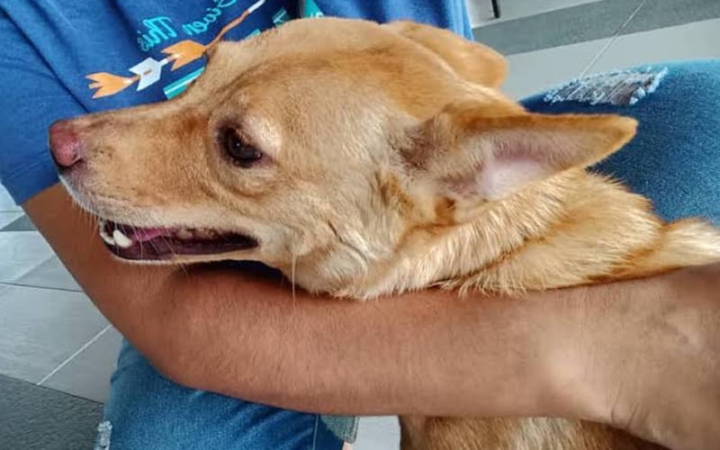 Simmi, the fearless temple dog who fights off snakes | FMT