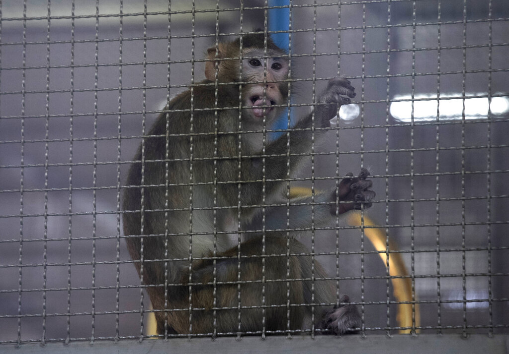 Vets trap and neuter hungry monkeys that terrorise Thai city | FMT