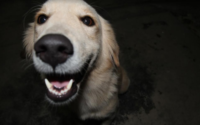 Meet Burpee, the garden destroyer | Free Malaysia Today (FMT)