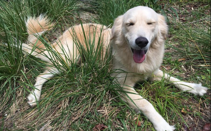 Meet Burpee, the garden destroyer | FMT