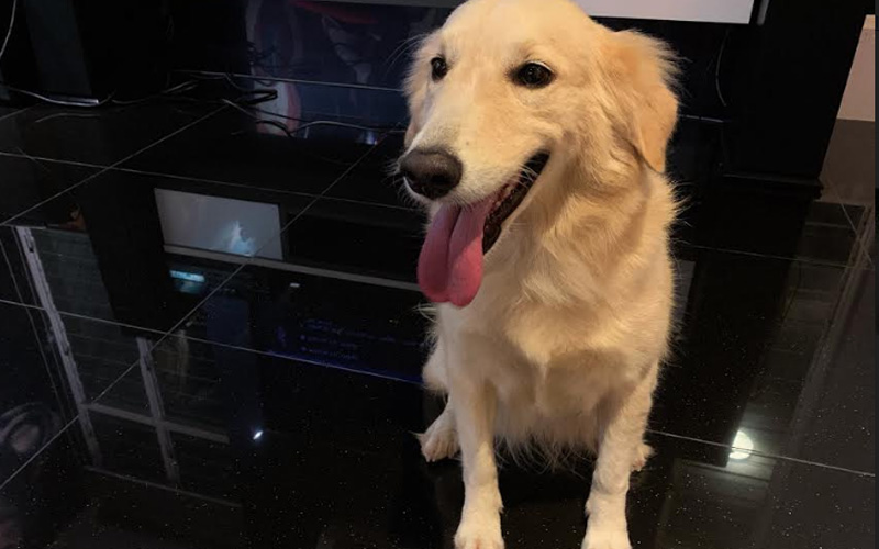 Meet Burpee, the garden destroyer | Free Malaysia Today (FMT)