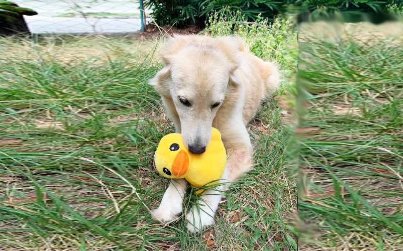 Meet Burpee, the garden destroyer | Free Malaysia Today (FMT)