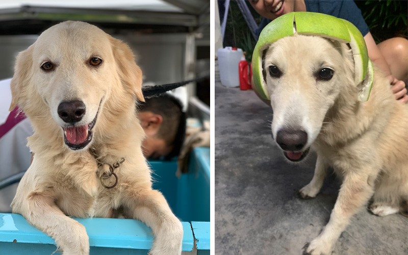 Meet Burpee, the garden destroyer | Free Malaysia Today (FMT)