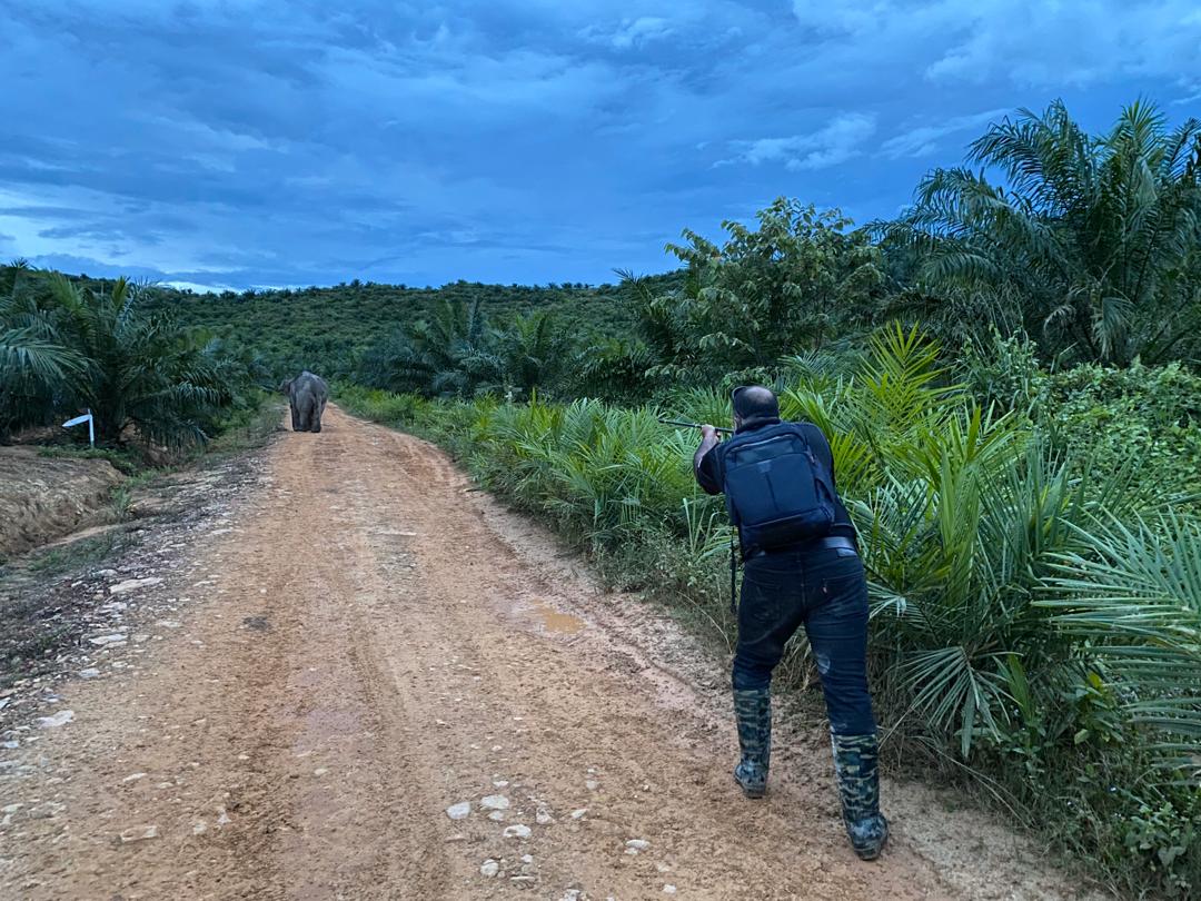 Felda moves out 10 elephants from Sabah plantation | FMT
