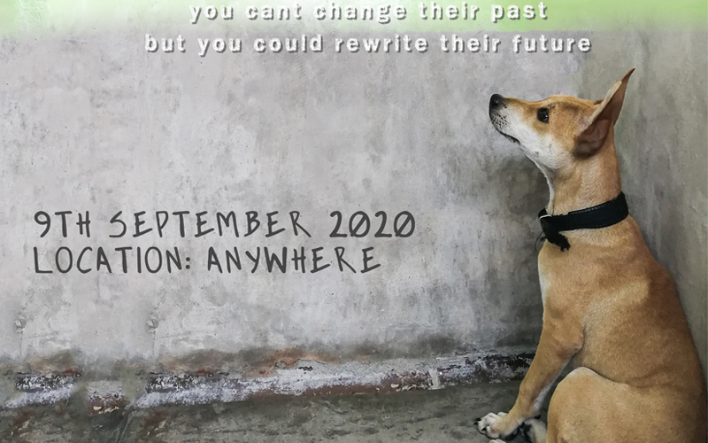 How you can help ‘Woof and Meow 2.0’ feed animals | FMT